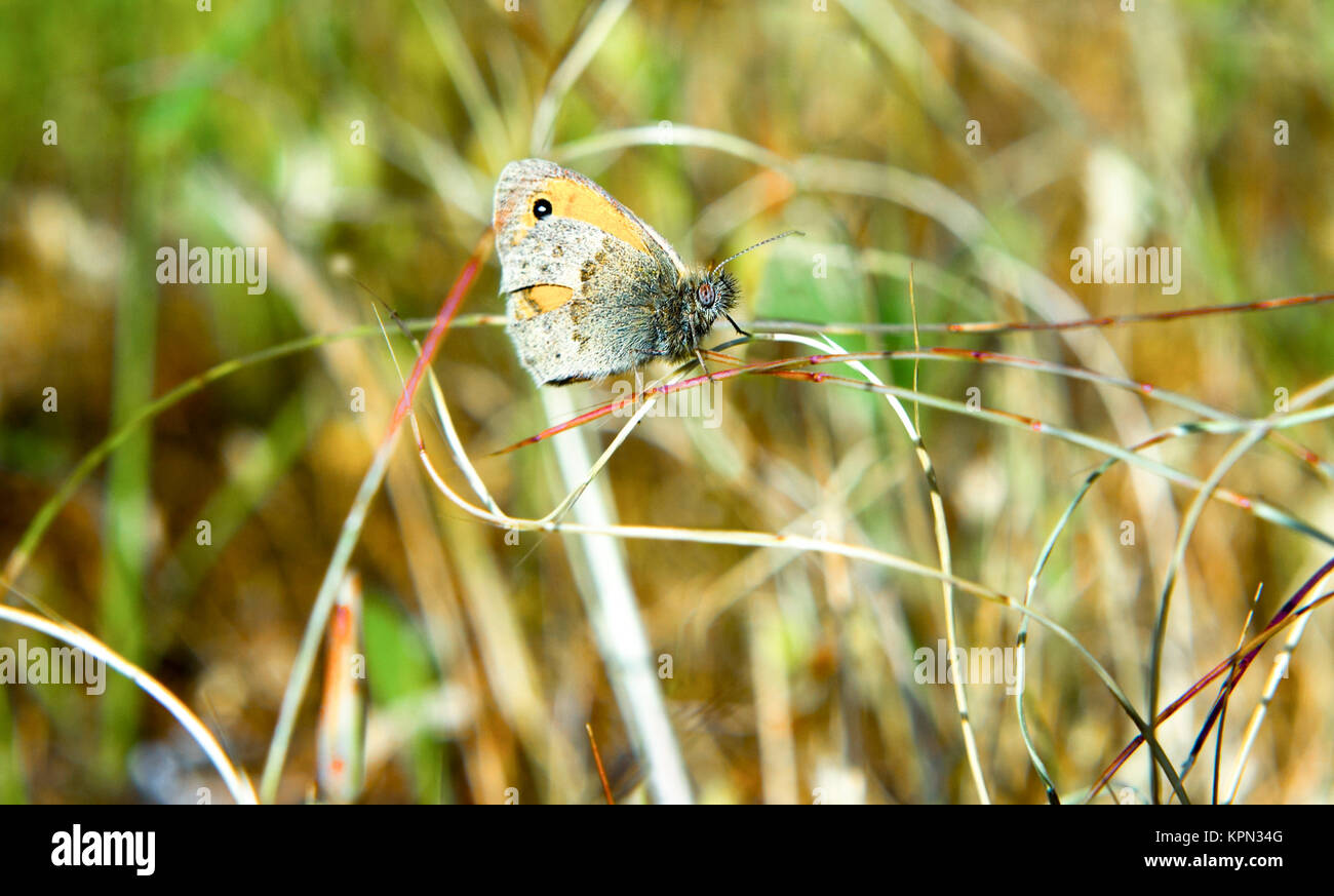 One dotted butterfly Stock Photo - Alamy