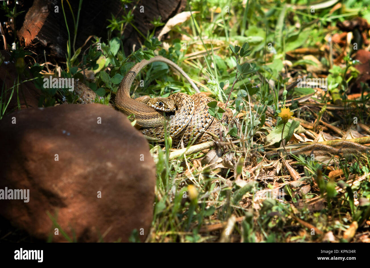 Attacking snake hi-res stock photography and images - Alamy
