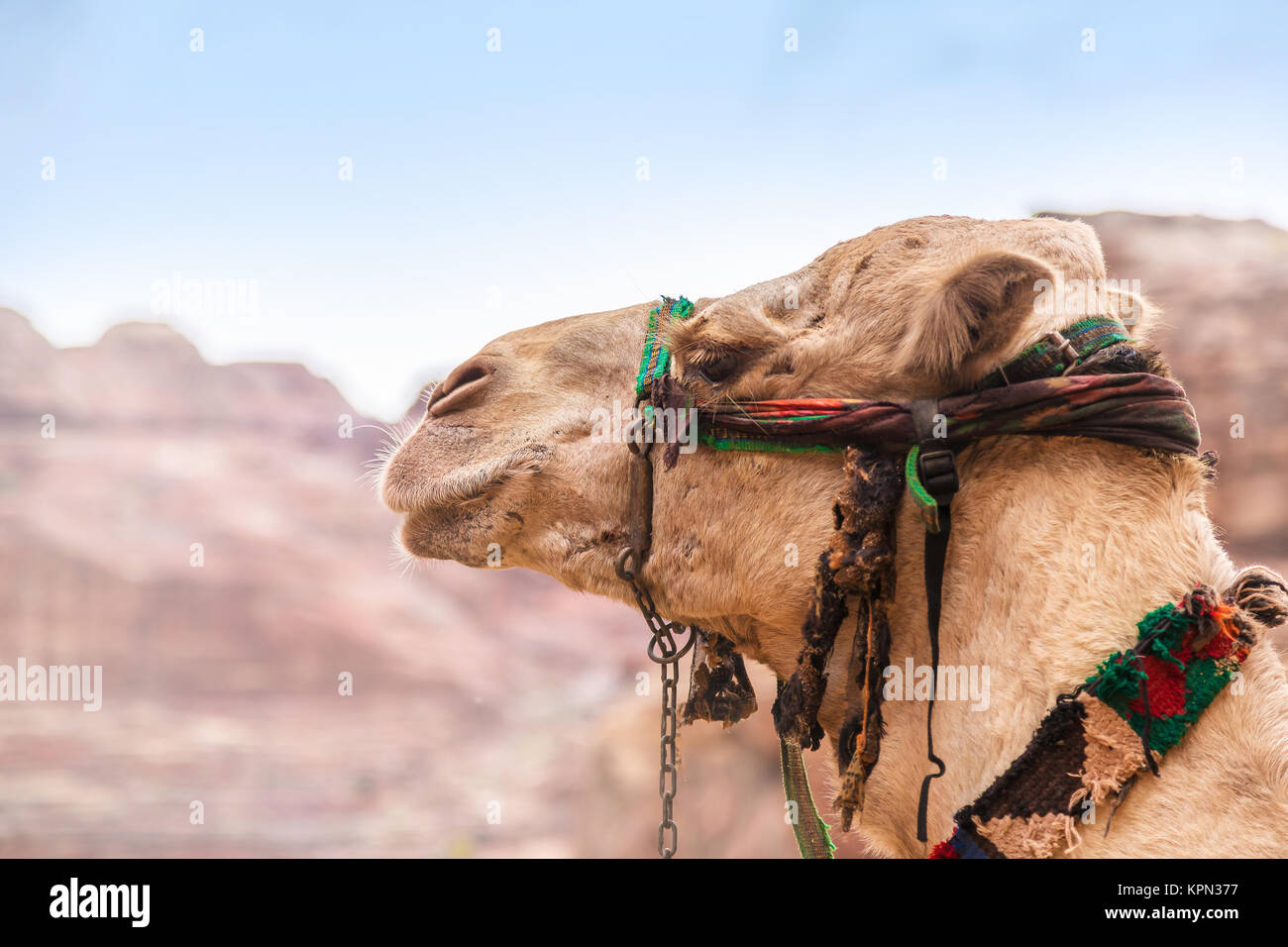 Camel portrait in Petra, Jordan Stock Photo - Alamy