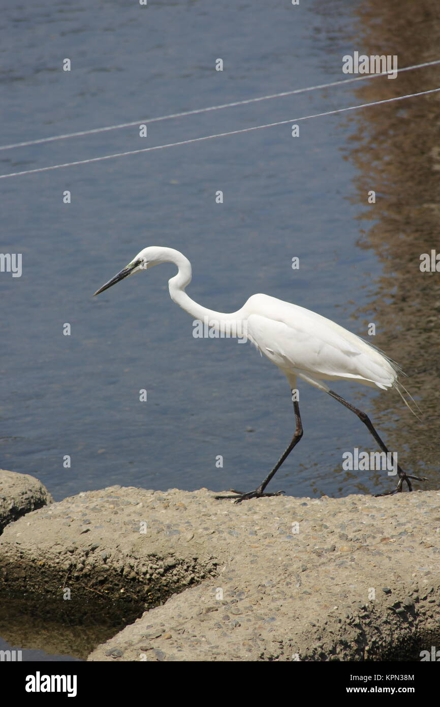 White egret in Kyoto, Japan Stock Photo - Alamy