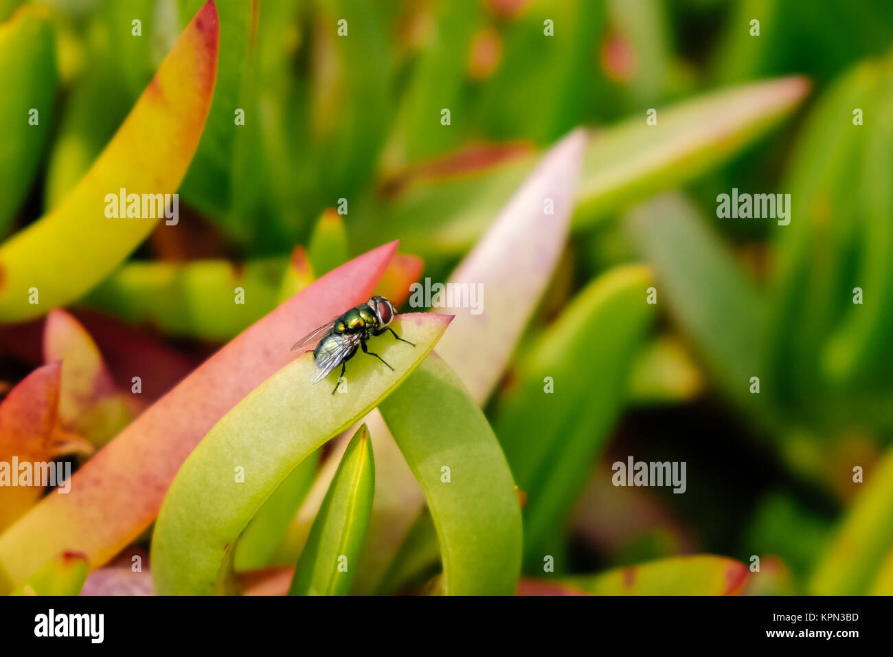 Fly and leaves hi-res stock photography and images - Alamy