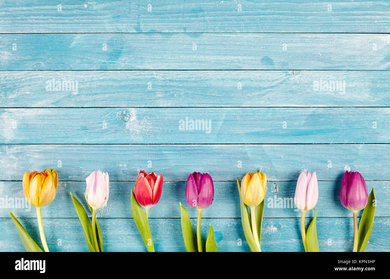 Border of fresh multicolored spring tulips arranged in a row on rustic ...