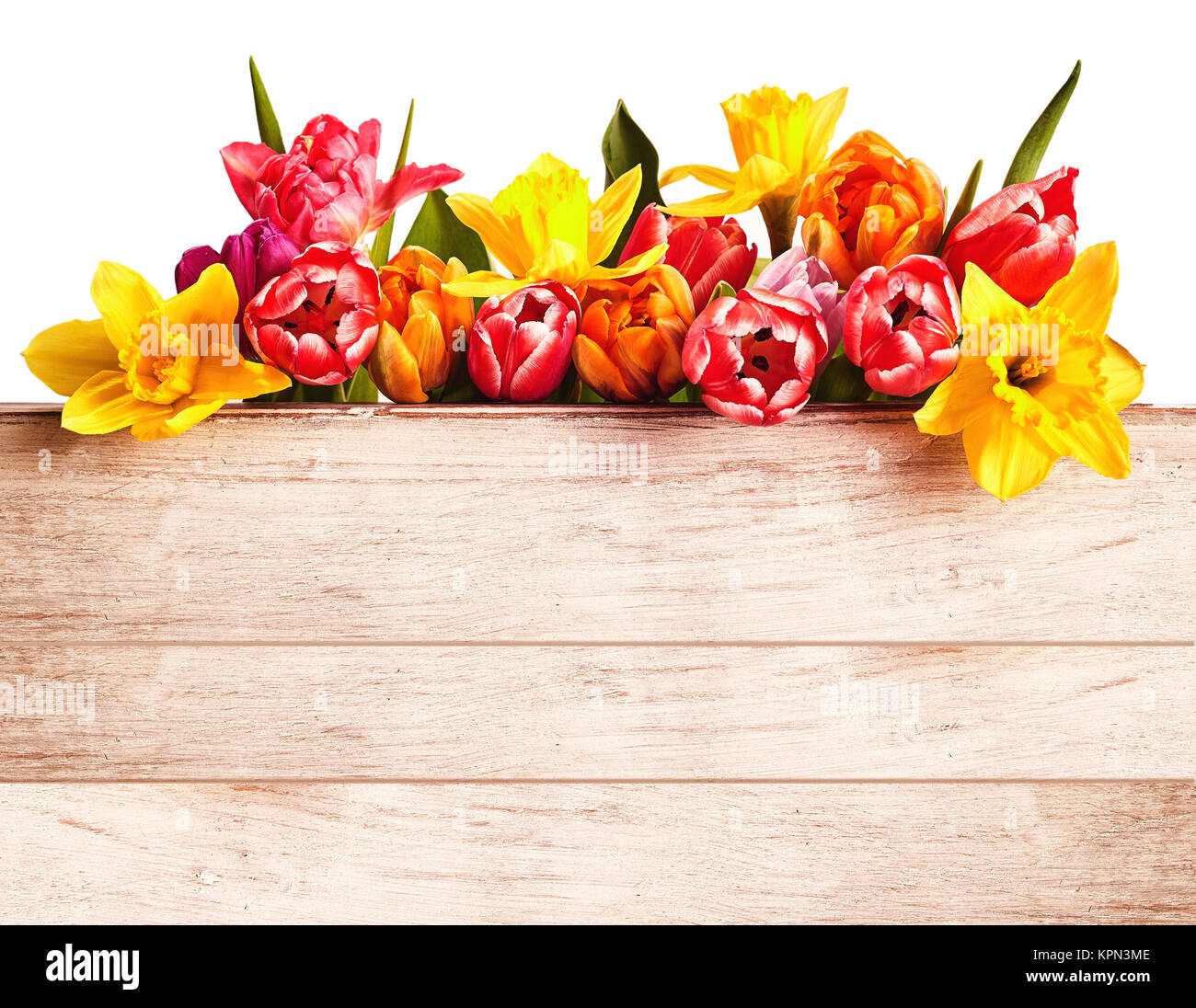 Colorful fresh spring flowers forming a seasonal border isolated on ...