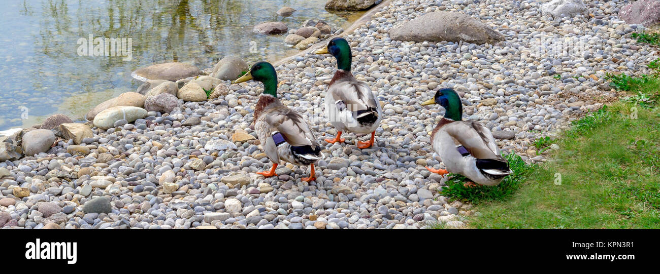 Mallards are walking hi-res stock photography and images - Alamy