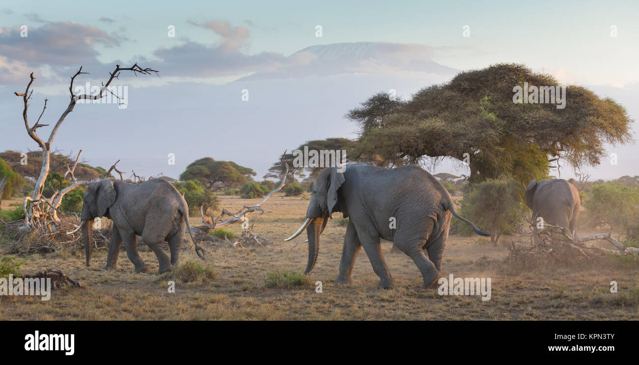 Elephants in front of Kilimanjaro, Amboseli, Kenya Stock Photo - Alamy