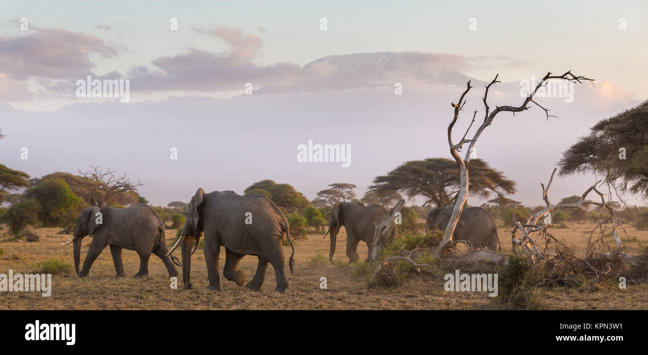 Elephants in front of Kilimanjaro, Amboseli, Kenya Stock Photo - Alamy
