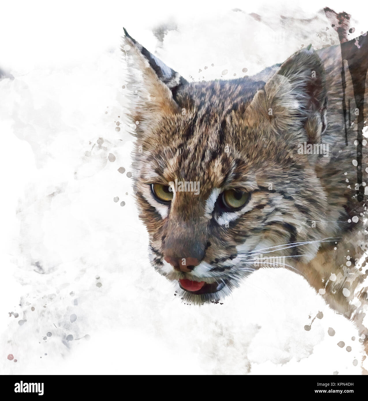 Digital Painting of Wild Bobcat Portrait Stock Photo - Alamy