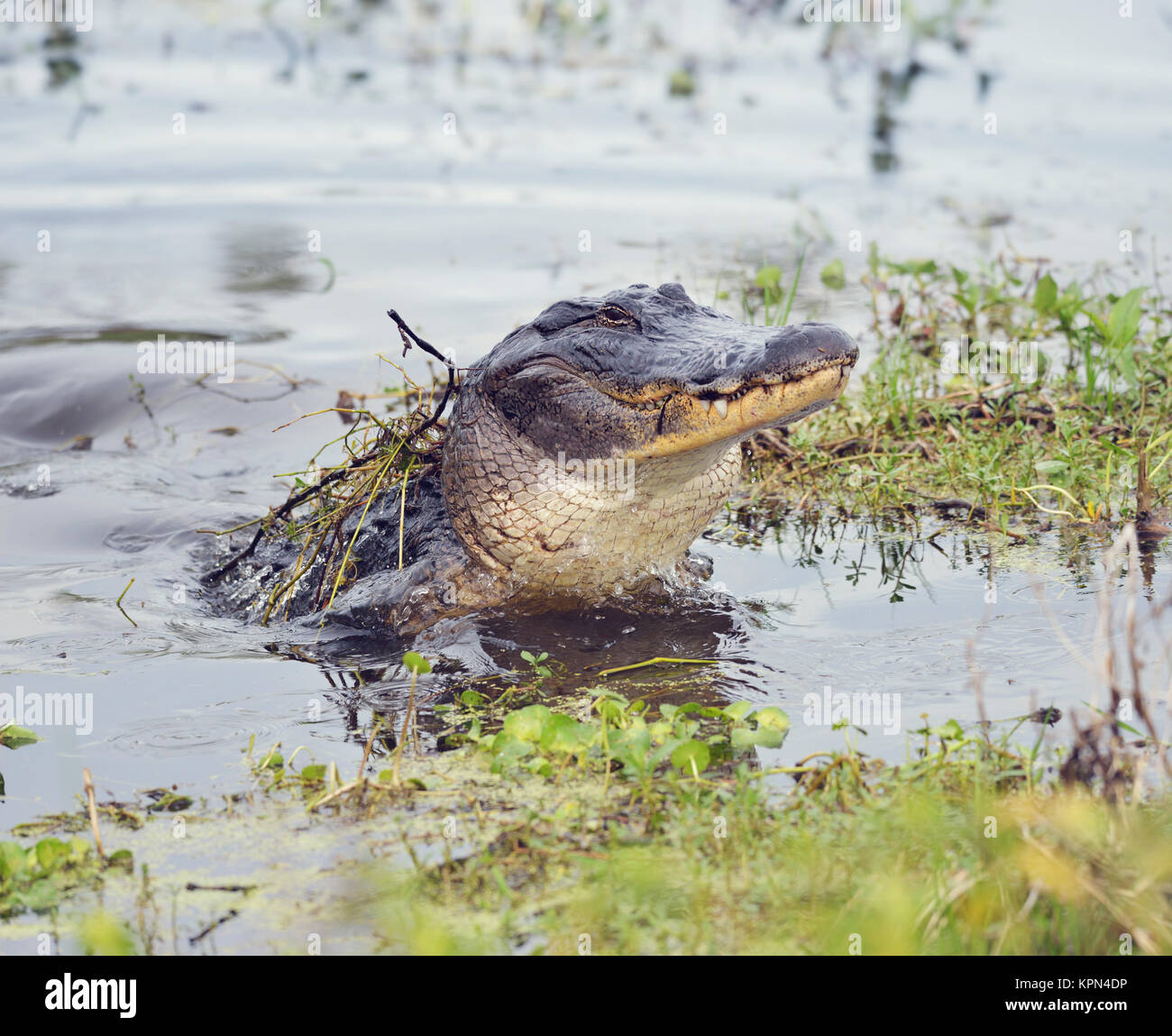 Alligator water splash hi-res stock photography and images - Alamy