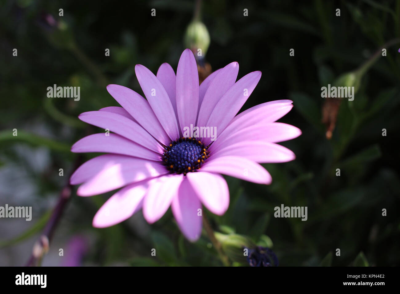 Maco flower hi-res stock photography and images - Alamy
