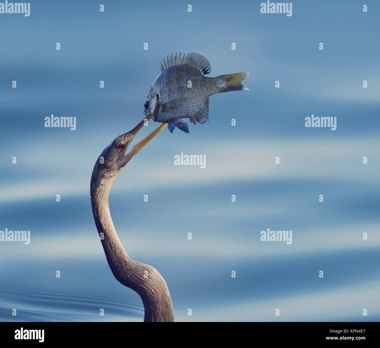 Anhinga (Anhinga anhinga) With a Fish in its Beak Stock Photo - Alamy