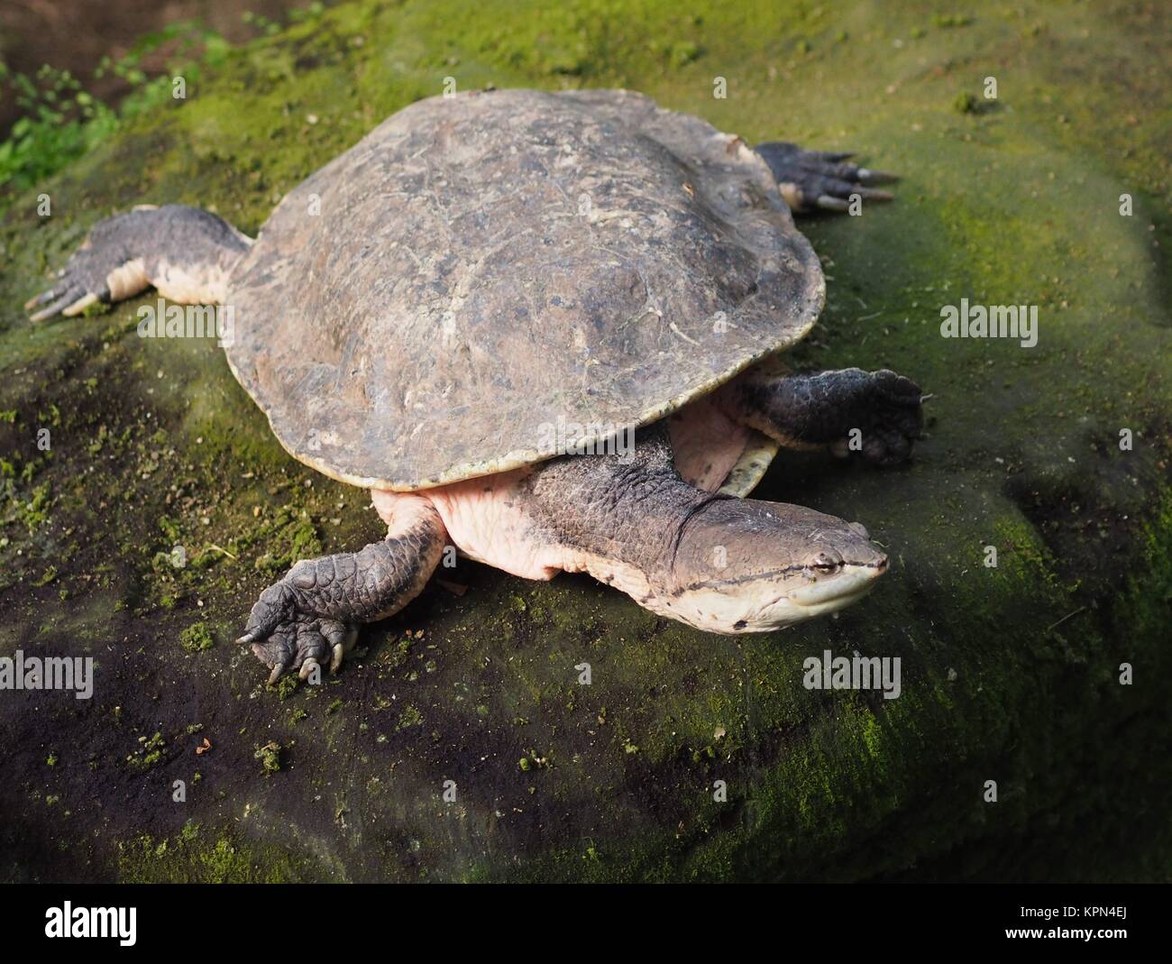 Toad headed turtle hi-res stock photography and images - Alamy