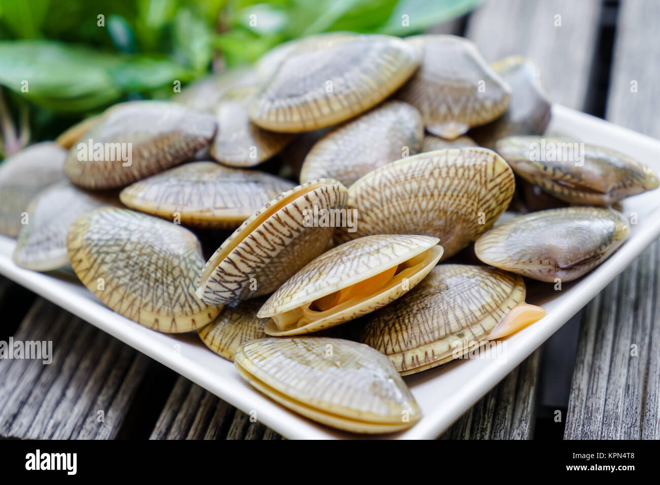 Raw surf clams hi-res stock photography and images - Alamy