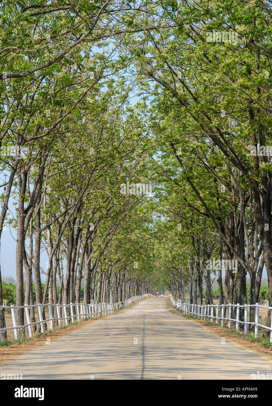 Tree lined road to farm Stock Photo - Alamy