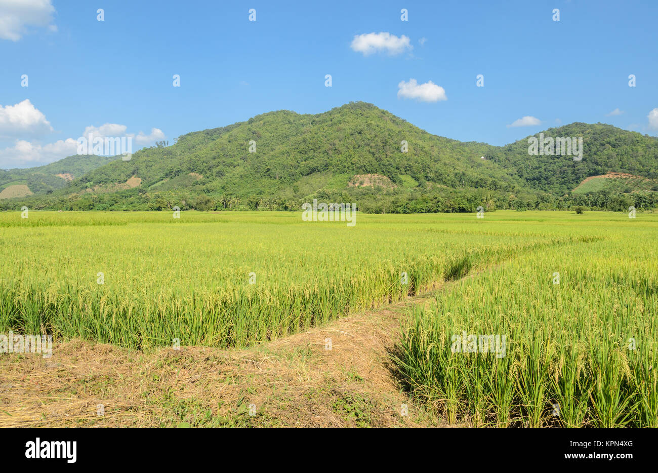 Paddy field trail in hi-res stock photography and images - Alamy
