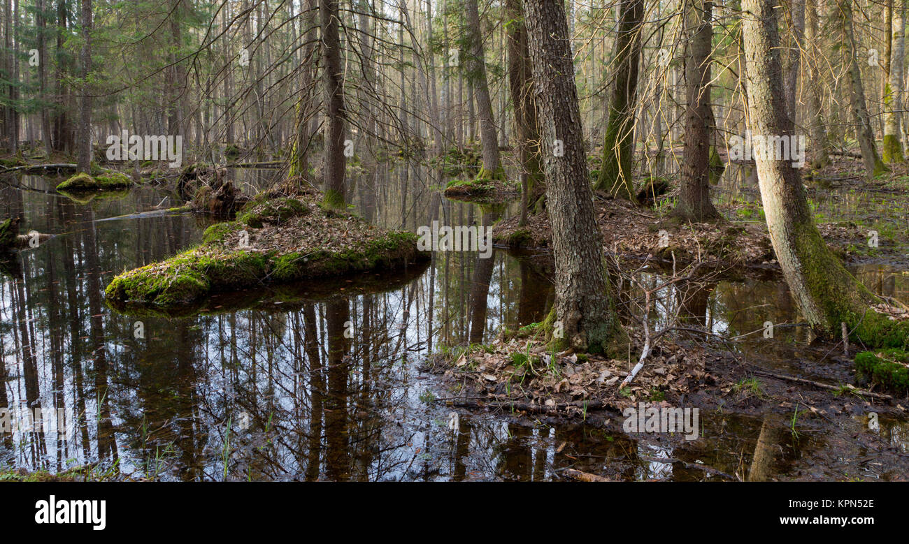 springtime wet mixed forest with standing water Stock Photo - Alamy