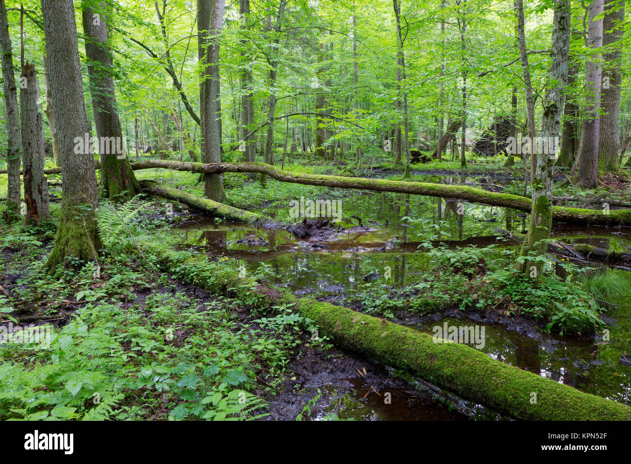 moss wrapped broken tree lying over water Stock Photo - Alamy