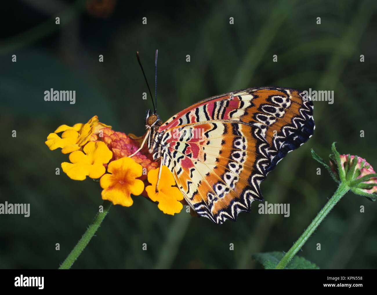 Faszinierend Blten Wie Schmetterlinge Bild