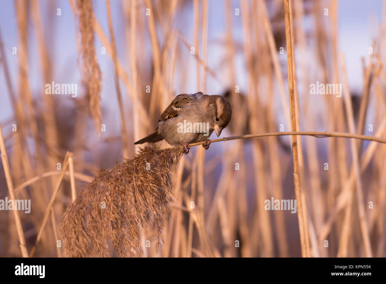Young female sparrow (Passer domesticus) in reed Stock Photo - Alamy