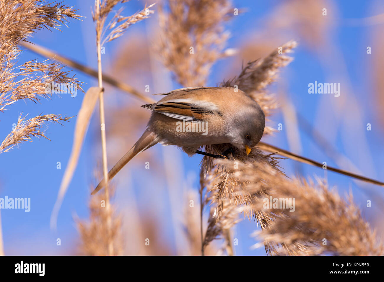 Bearded tit on the reed, female - reedling (Panurus biarmicus Stock ...