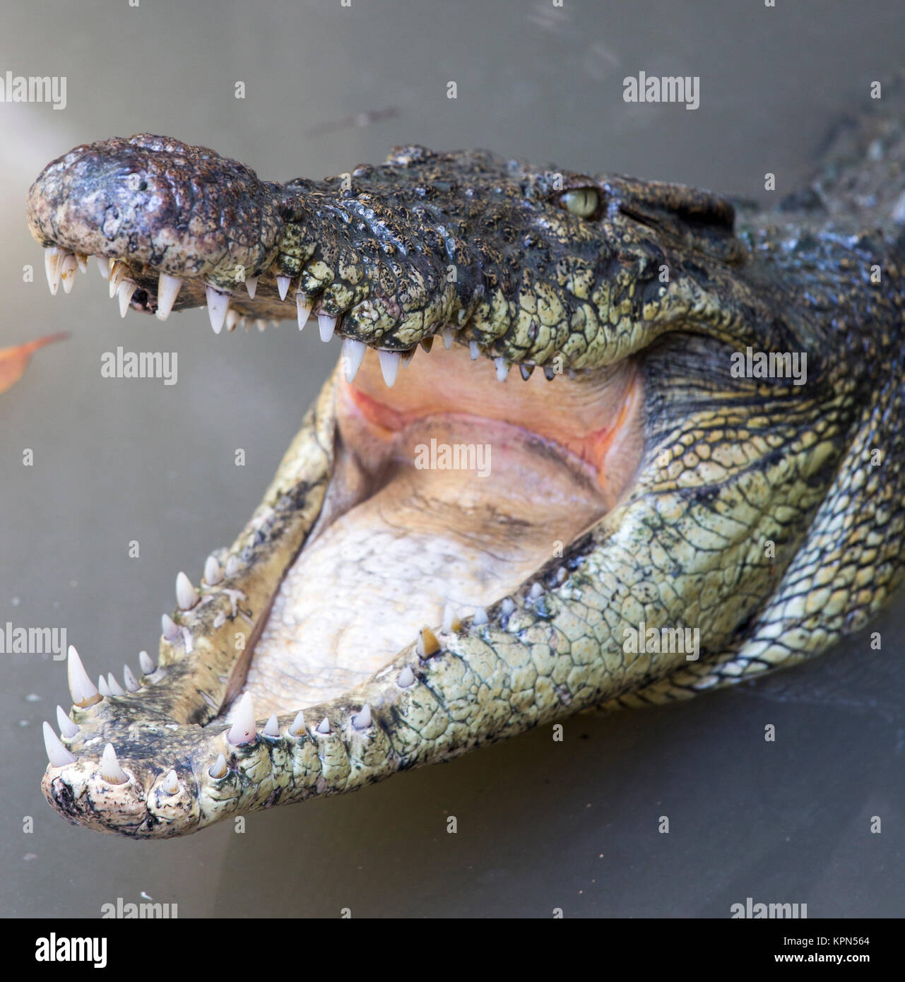 Portraithead High Resolution Stock Photography and Images - Alamy