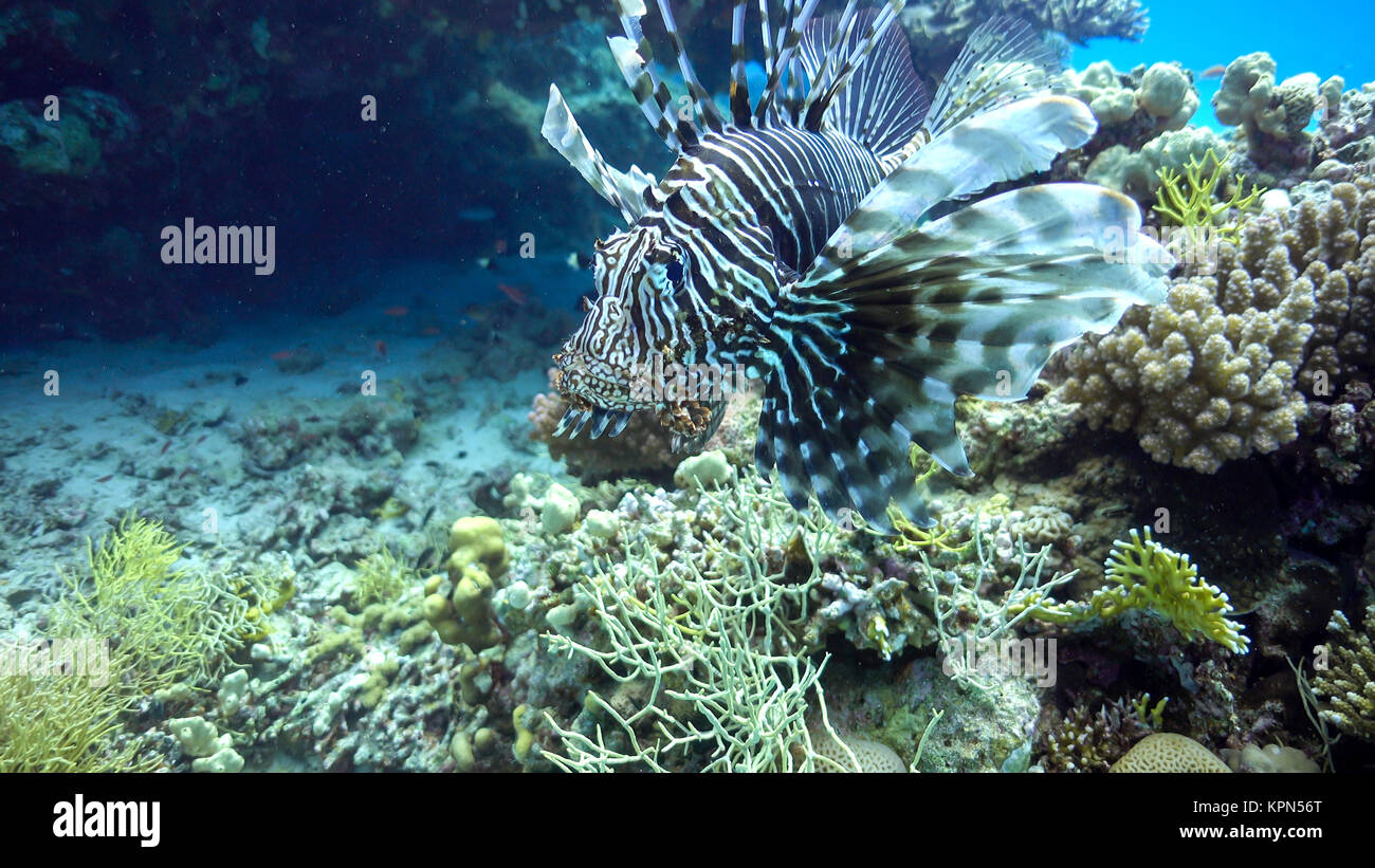 African Lionfish on Coral Reef Stock Photo - Alamy