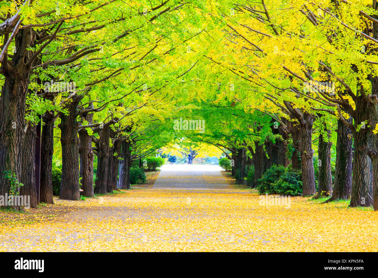 fall season ginkgo leaves in autumn, Japan Stock Photo - Alamy