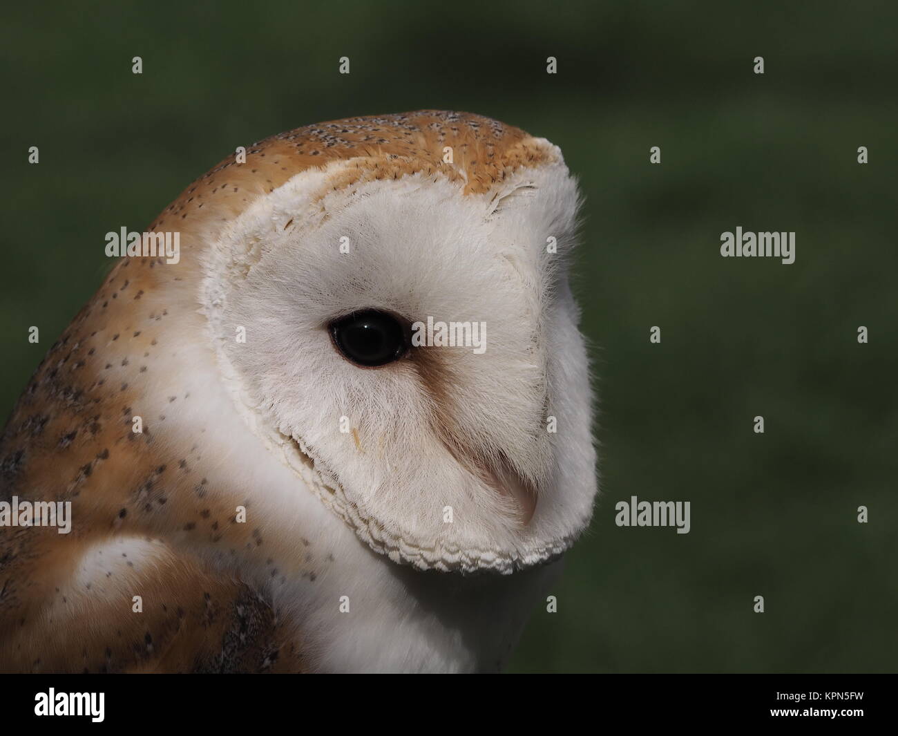 Barn bird hi-res stock photography and images - Alamy