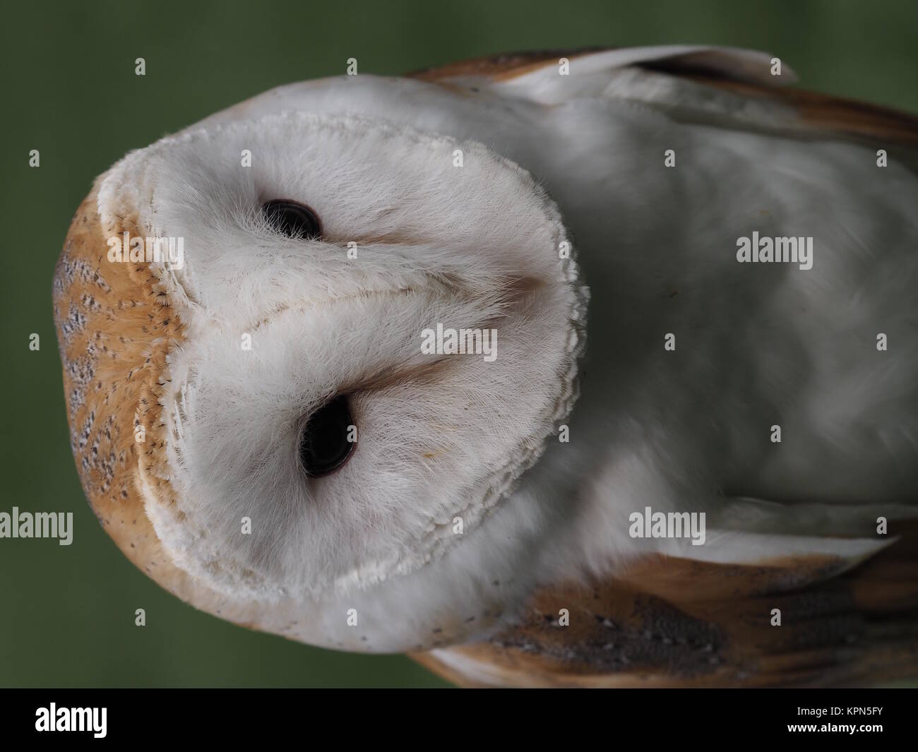 Barn bird hi-res stock photography and images - Alamy