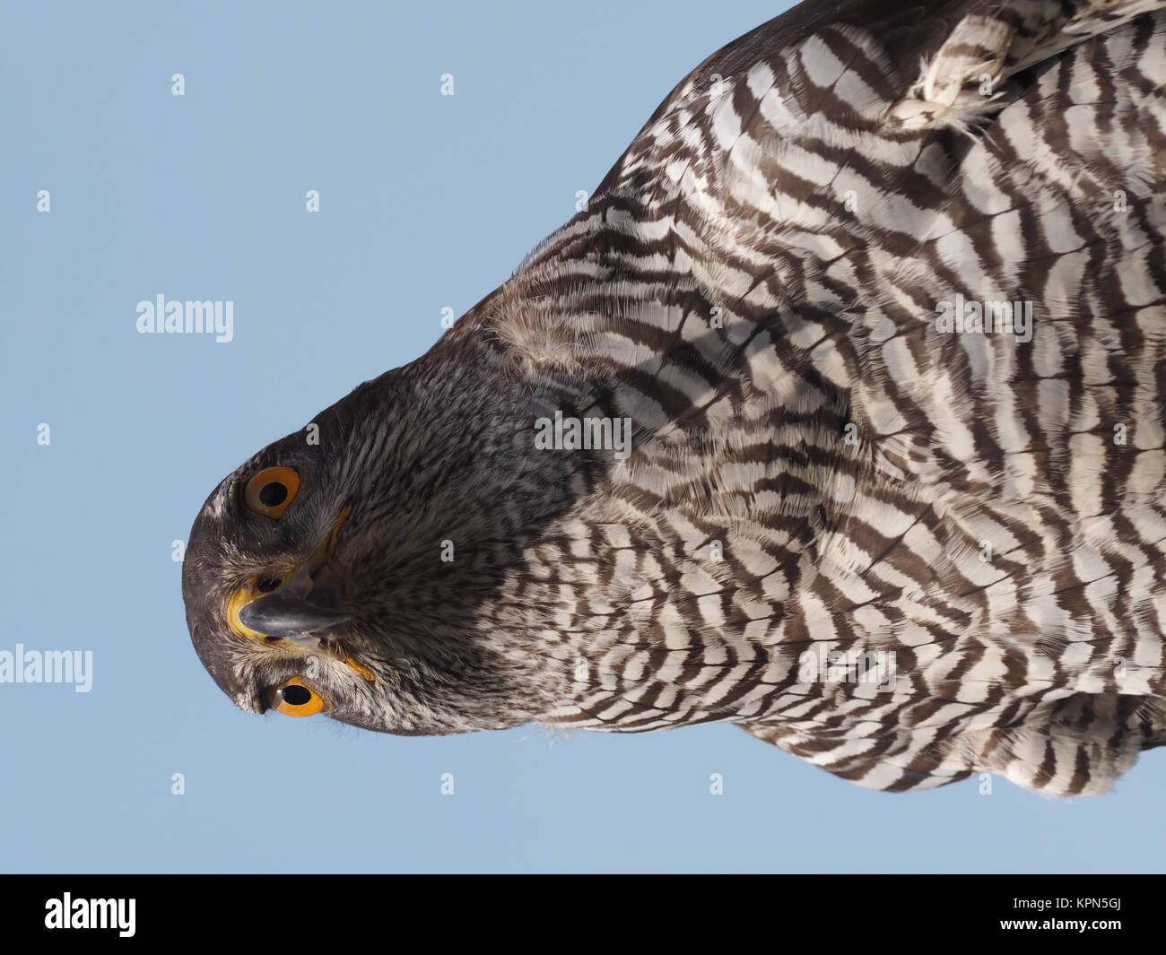 Hawks tor hi-res stock photography and images - Alamy