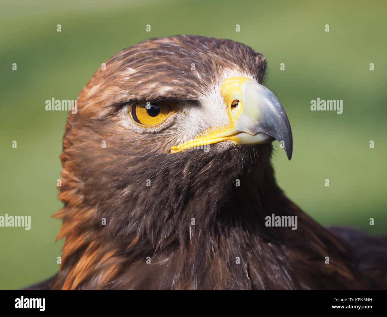 Echte adler hi-res stock photography and images - Alamy