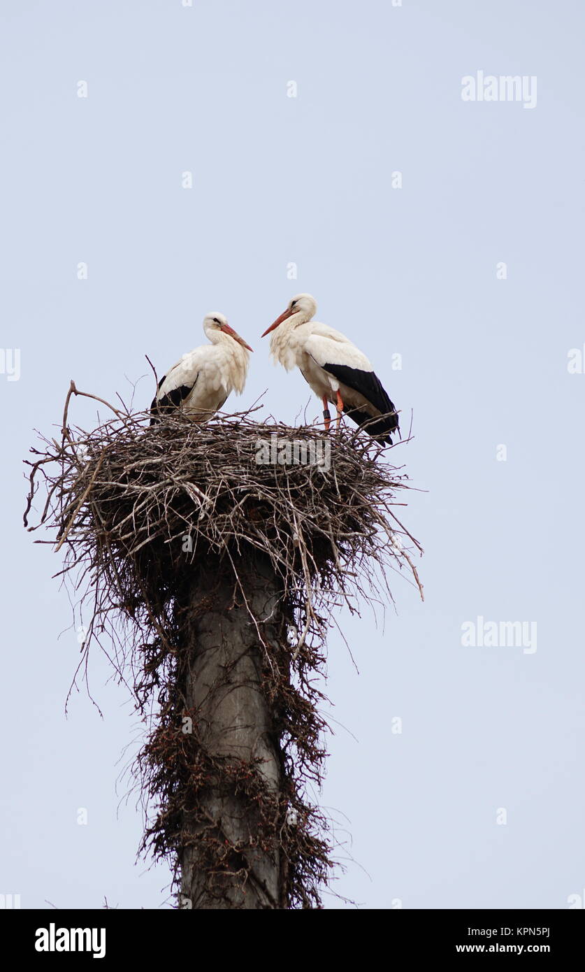 Stork storks nest black hi-res stock photography and images - Alamy