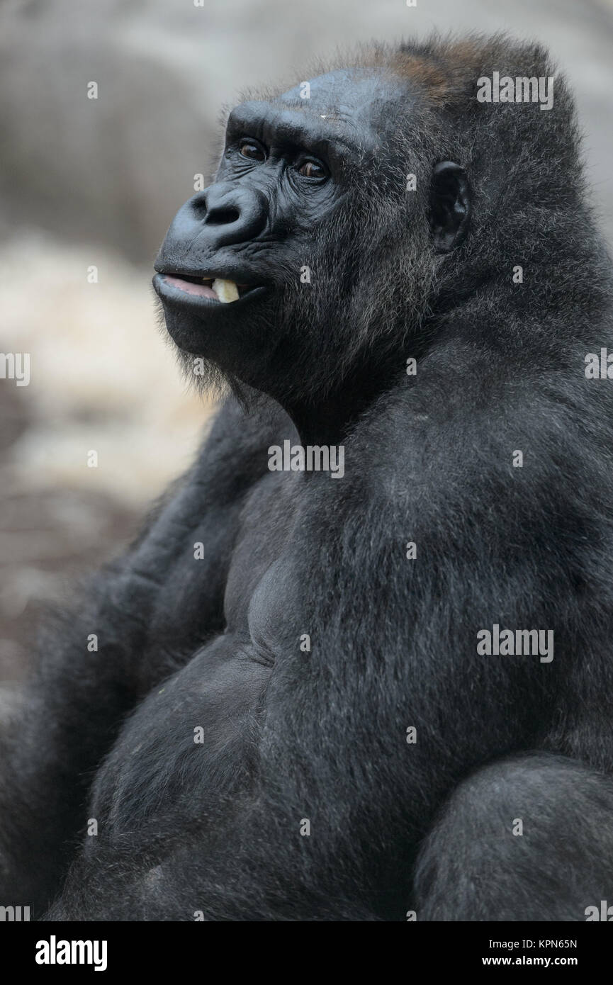 Monkey nostrils hi-res stock photography and images - Alamy