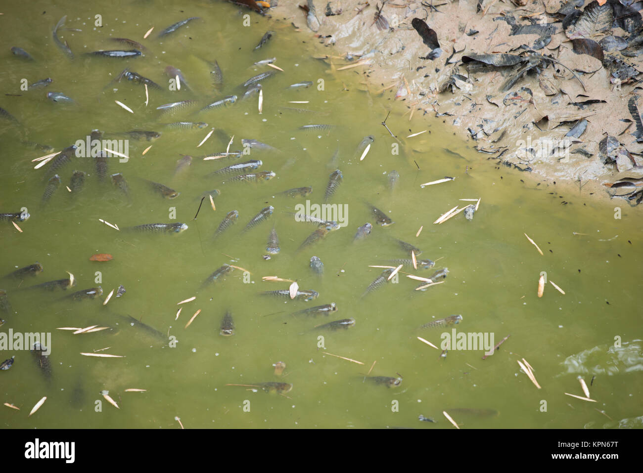 Drought fish hi-res stock photography and images - Alamy