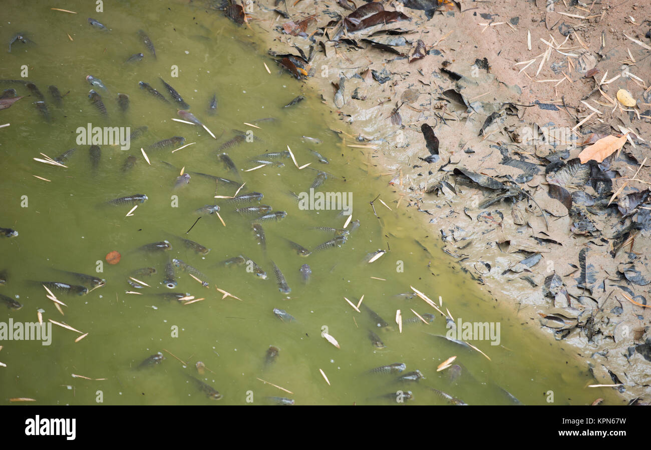 fishes in drought water Stock Photo - Alamy