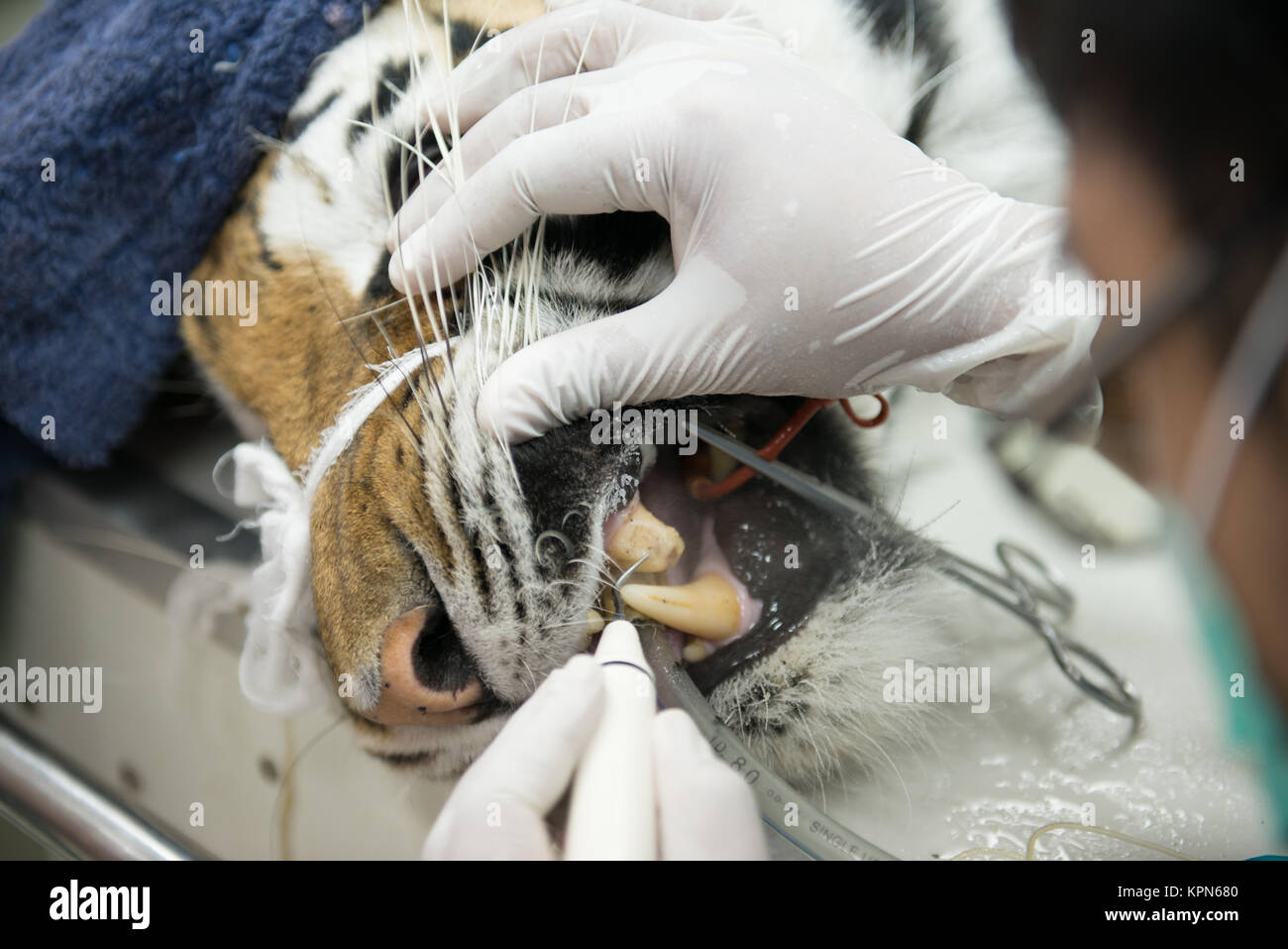 Scaling tool hi-res stock photography and images - Alamy