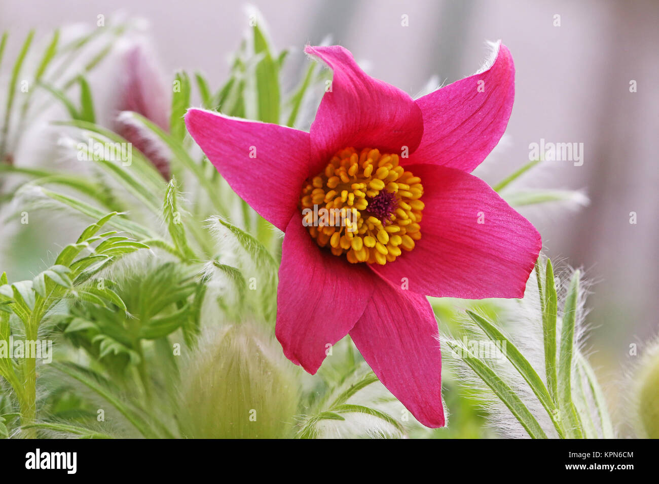 common pasque pulsatilla vulgaris as a garden plant Stock Photo - Alamy