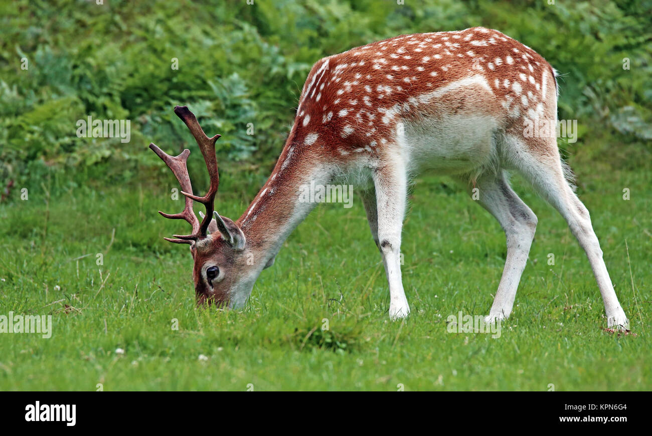 male fallow deer at the forest edge Stock Photo - Alamy