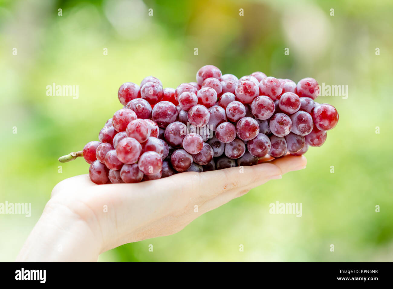fresh red grape Stock Photo - Alamy