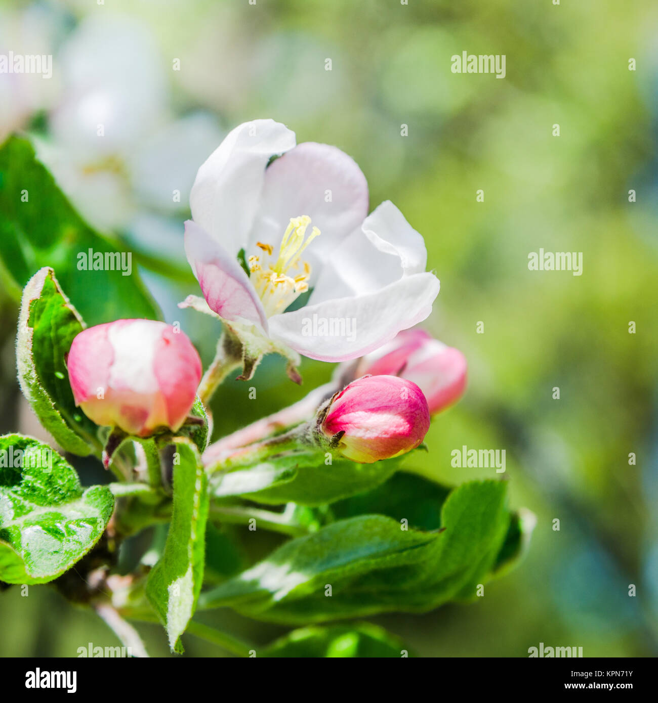 Blossoming branch of a cherry, close up. Note Stock Photo - Alamy
