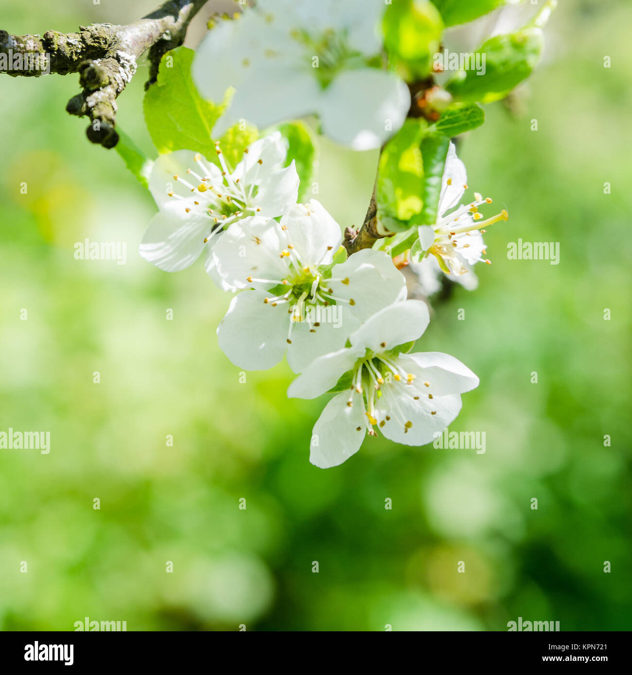 Blossoming branch of a cherry, close up. Note Stock Photo - Alamy