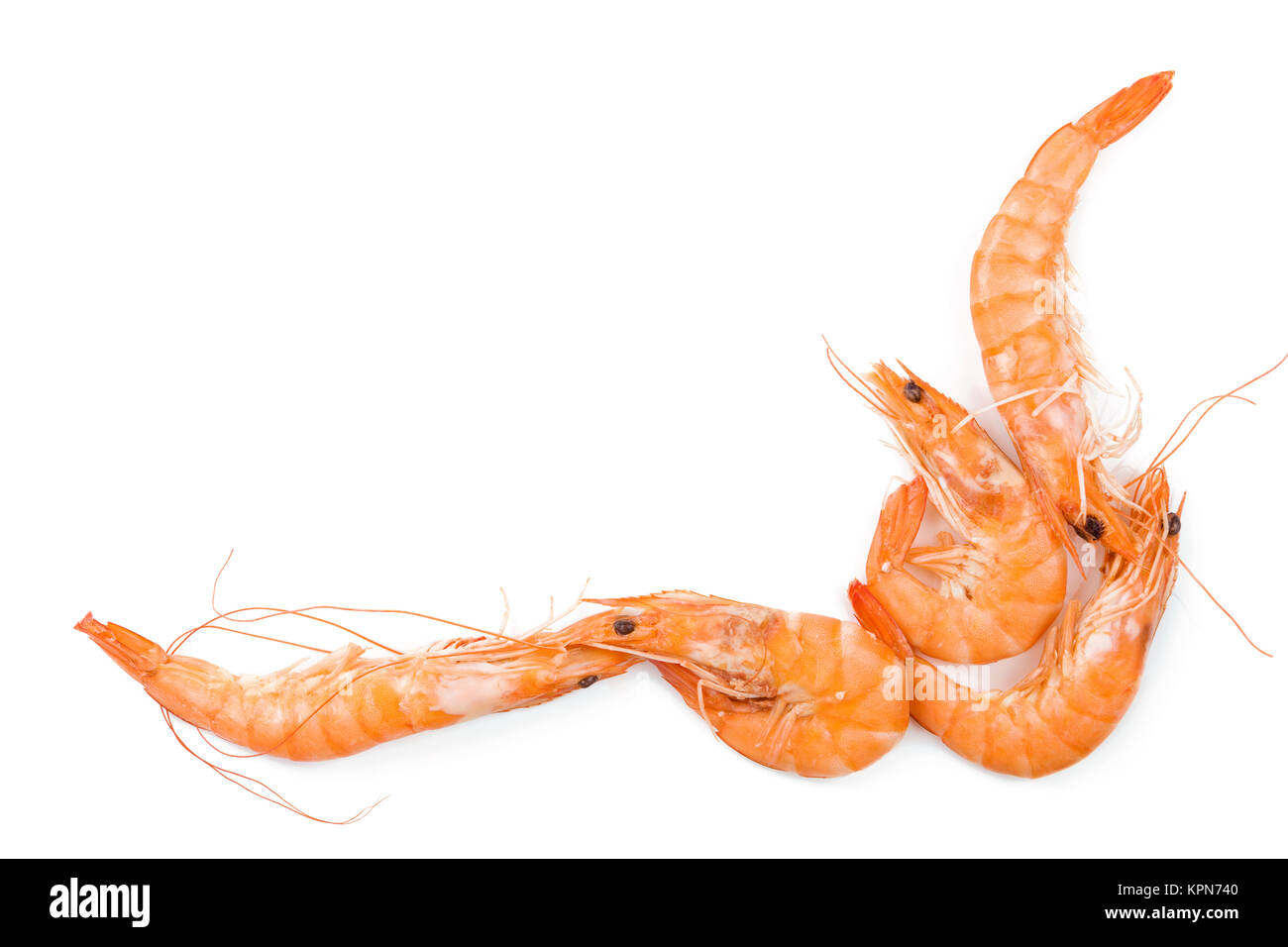 Shrimp background with copyspace. Fresh shrimp on white background top ...