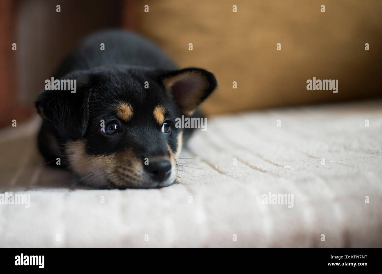 Sad shiba inu on bed hi-res stock photography and images - Alamy