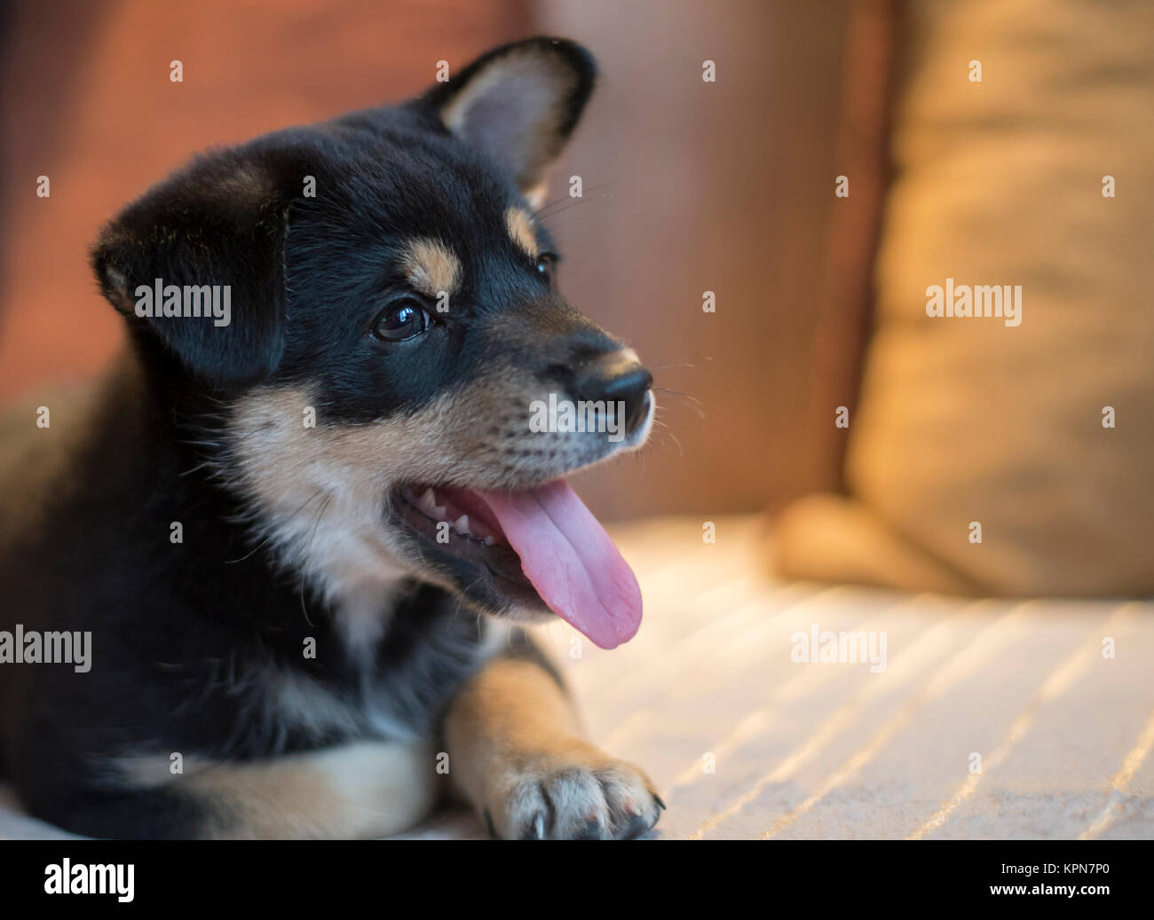 happy shiba inu on bed Stock Photo - Alamy