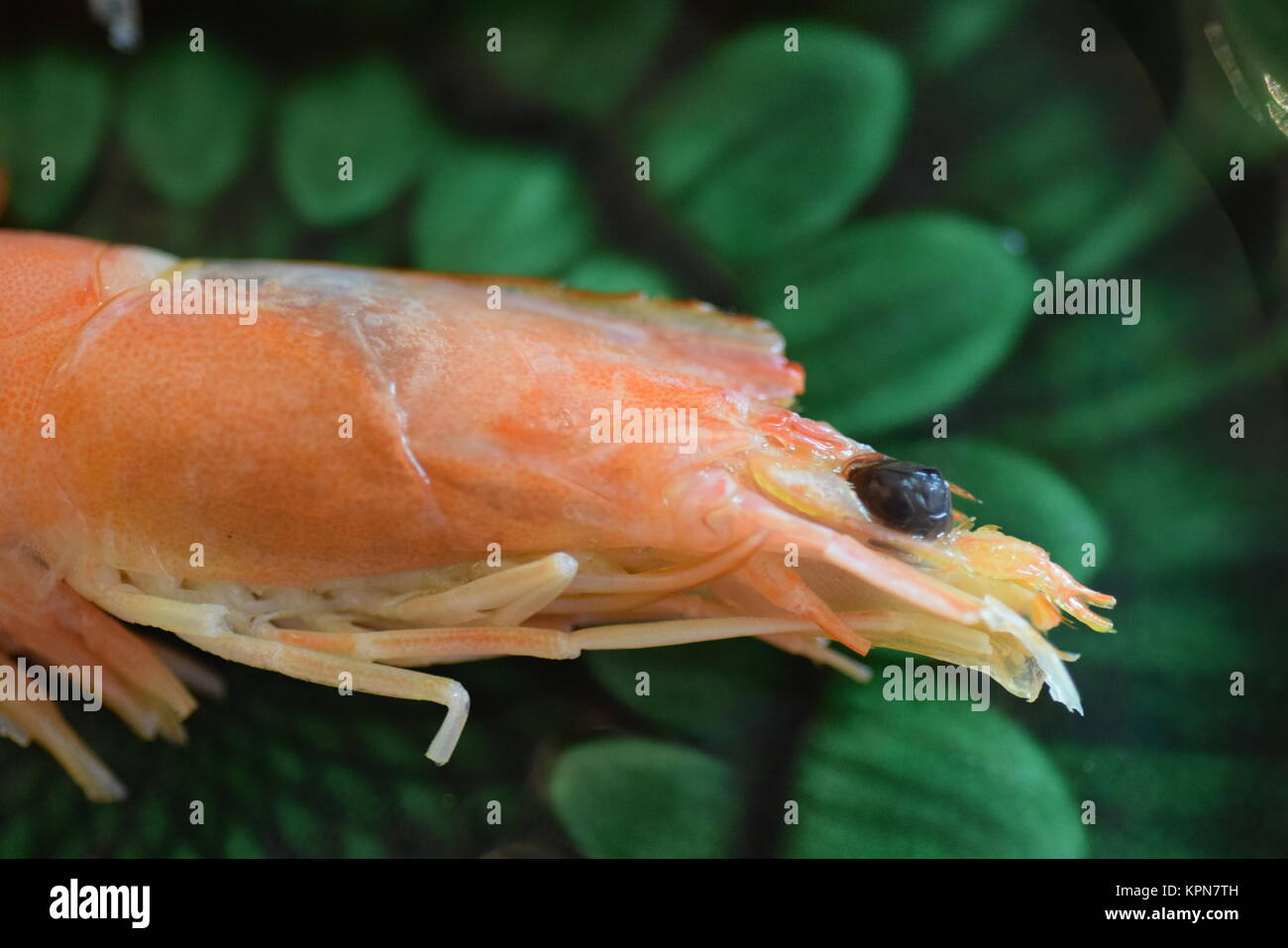 Crevette hi-res stock photography and images - Alamy