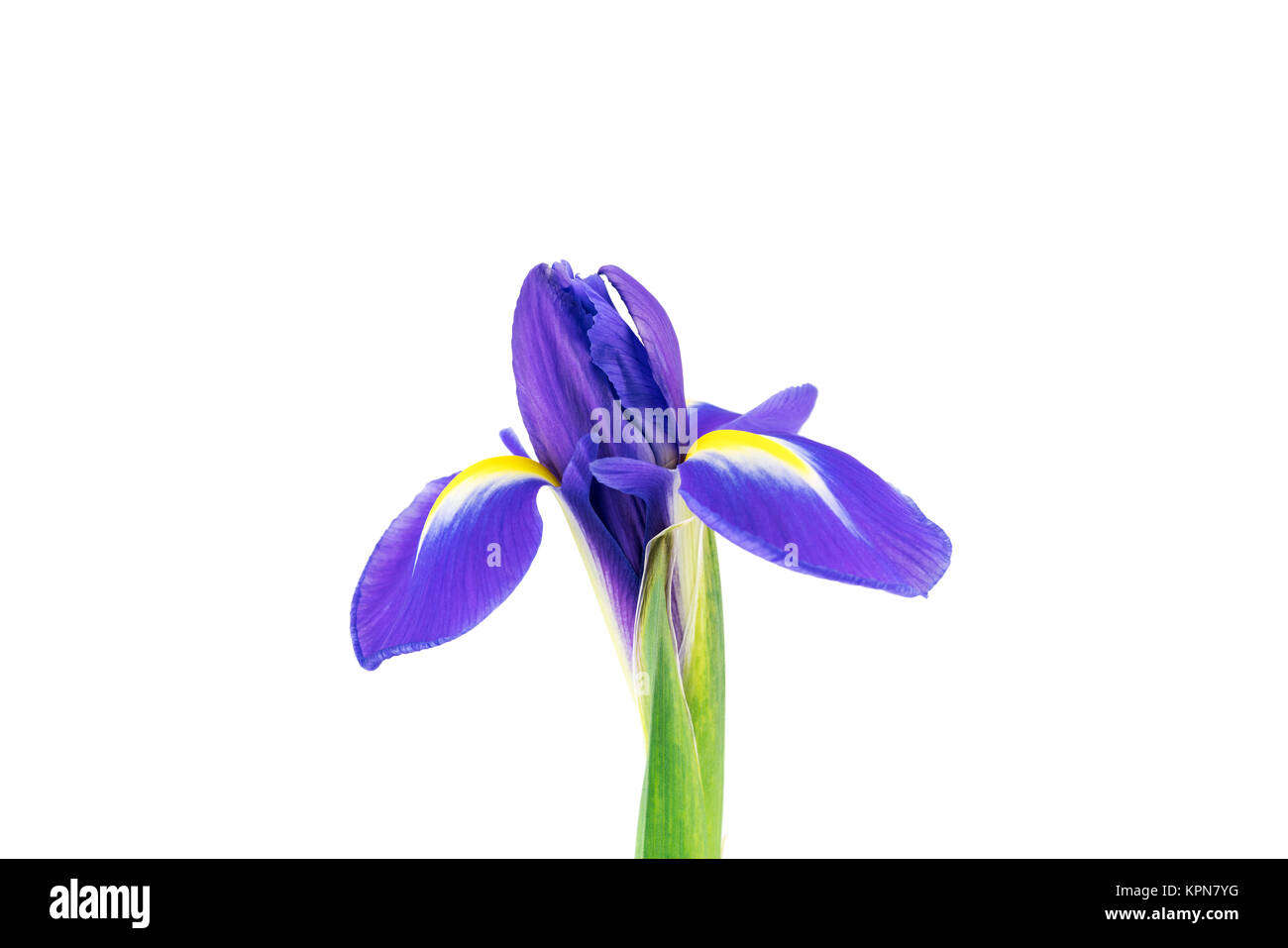 Iris page hi-res stock photography and images - Alamy
