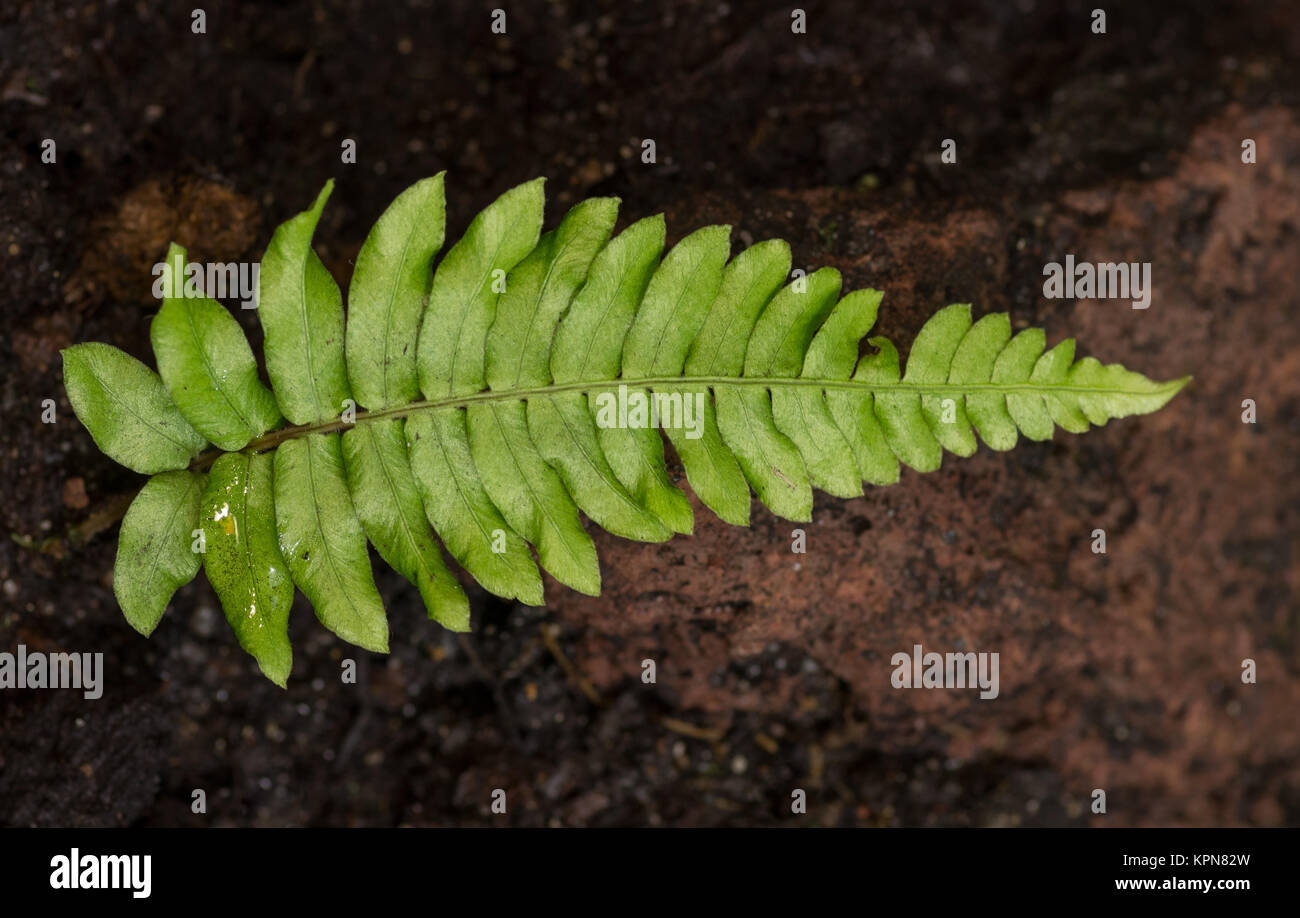 Curved fibers hi-res stock photography and images - Alamy