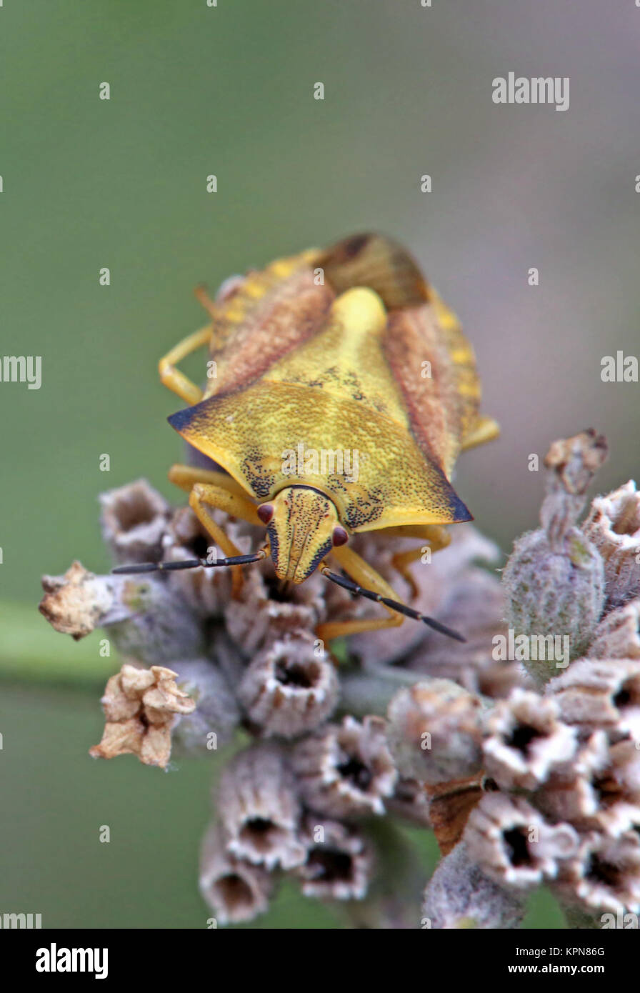 macro northern fruit bug carpocoris fuscispinus Stock Photo - Alamy