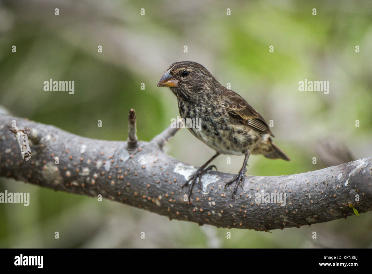 Vegetarian finch perched on thick tree branch Stock Photo - Alamy