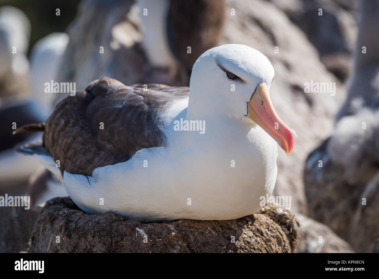 Black-browed albatross sitting on nest in colony Stock Photo - Alamy