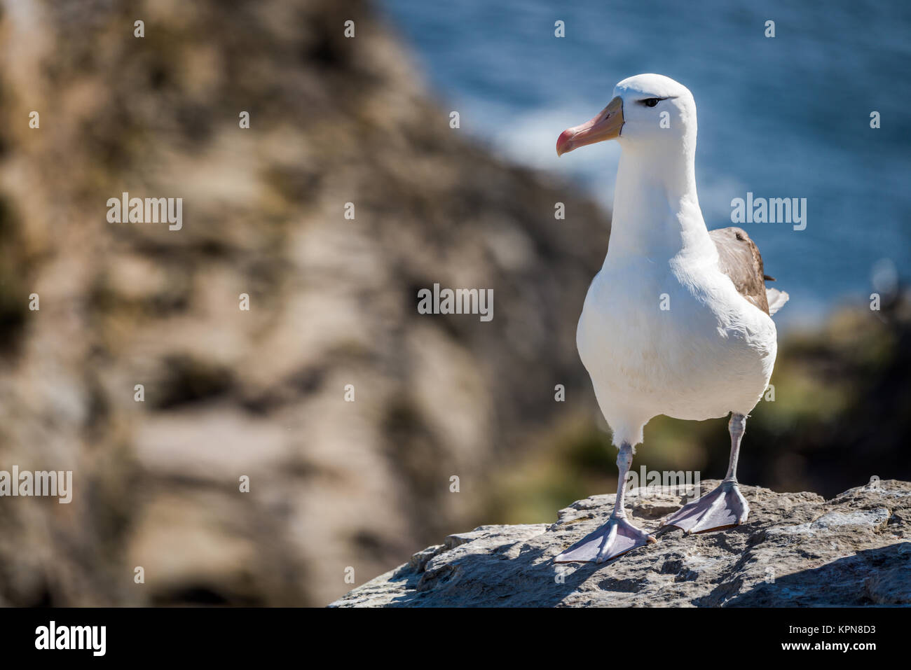 Black-browed albatross standing on rock beside ocean Stock Photo - Alamy